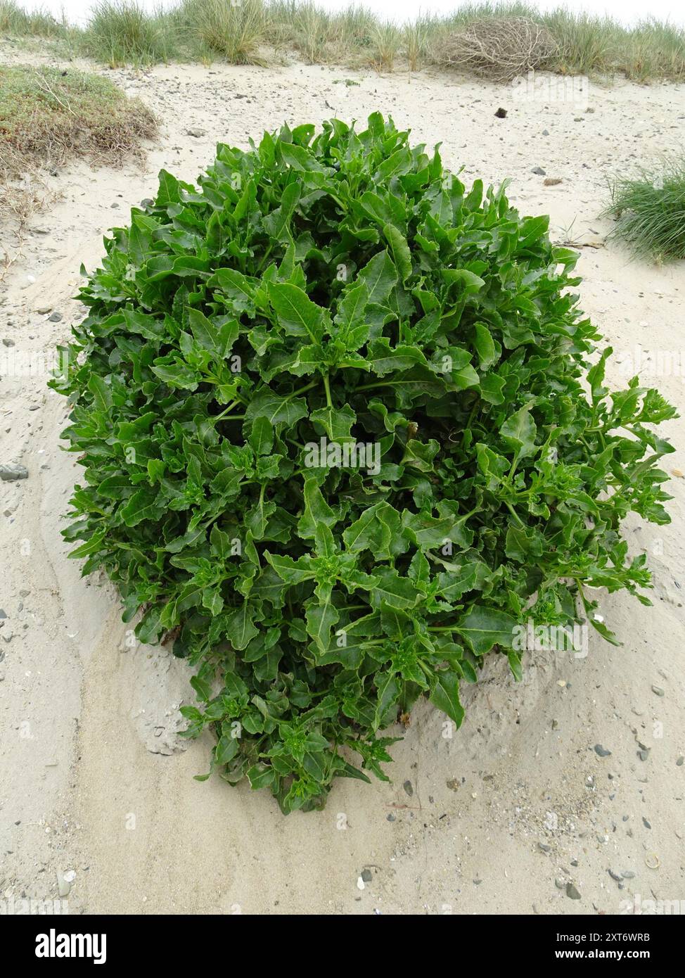 sea beet (Beta vulgaris maritima) Plantae Stock Photo - Alamy