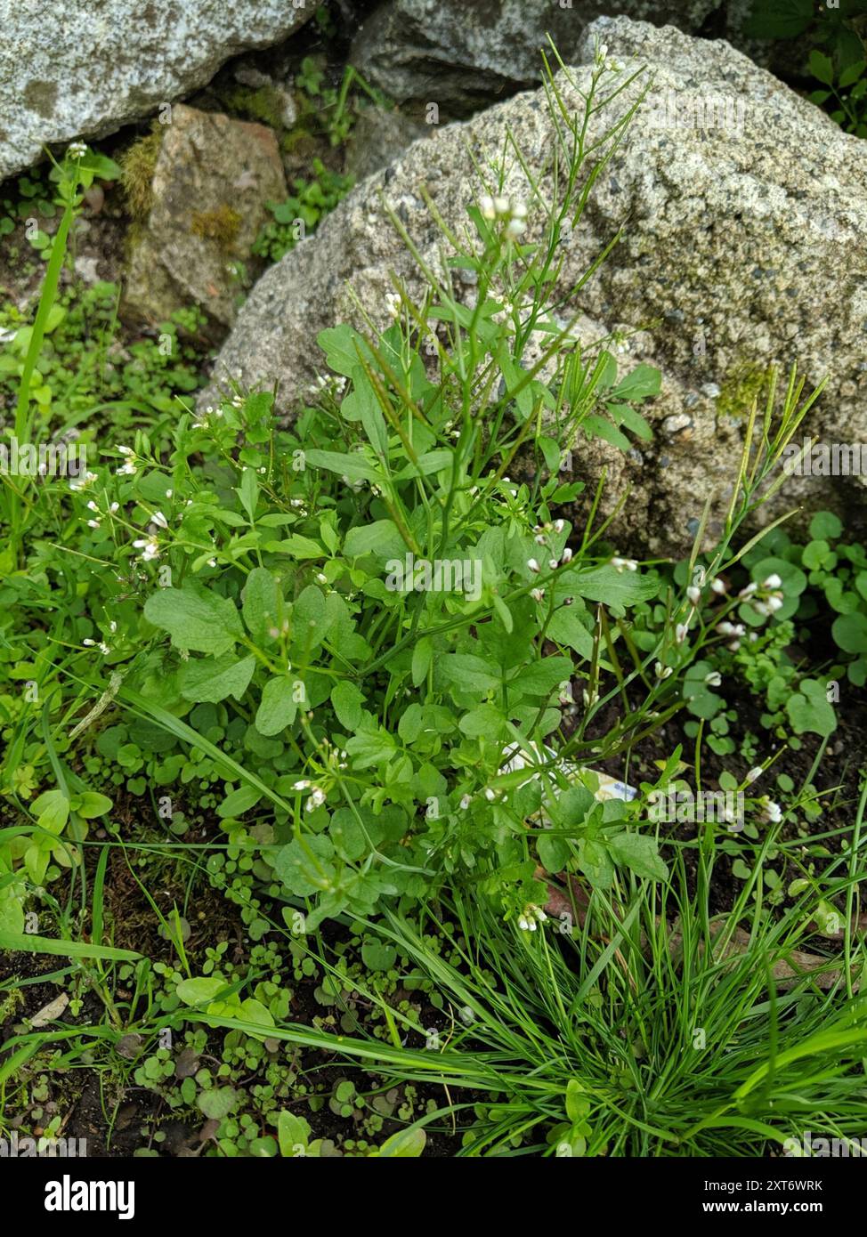 wavy bittercress (Cardamine flexuosa) Plantae Stock Photo - Alamy