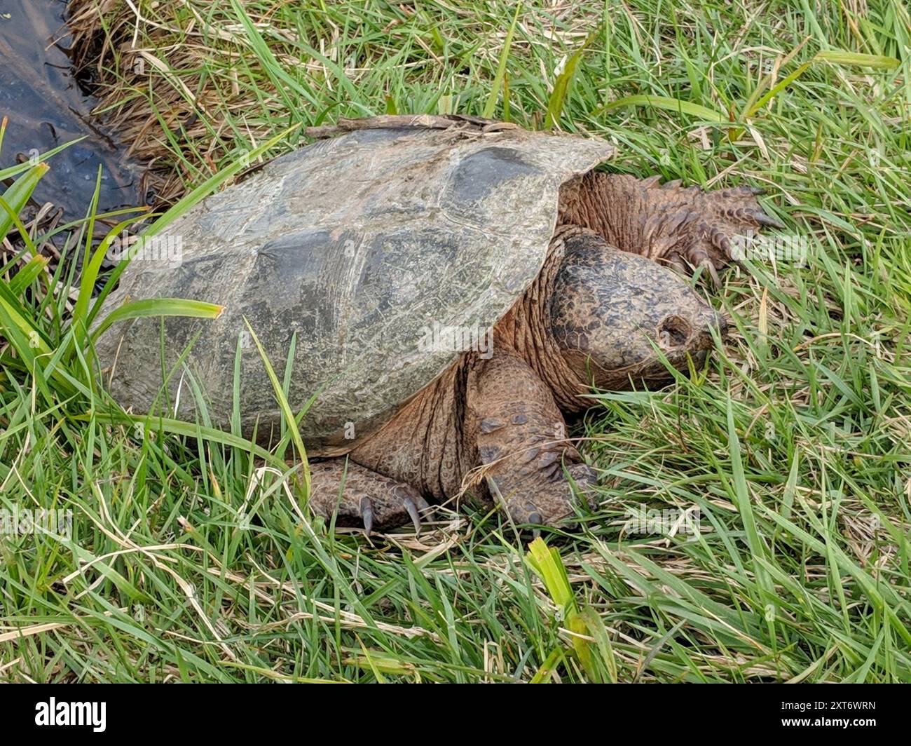 Common Snapping Turtle (Chelydra serpentina) Reptilia Stock Photo - Alamy