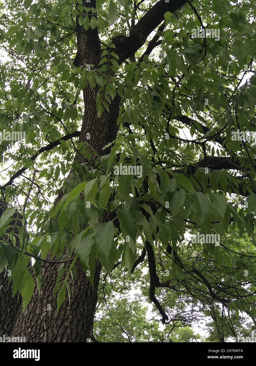 ashes (Fraxinus) Plantae Stock Photo - Alamy