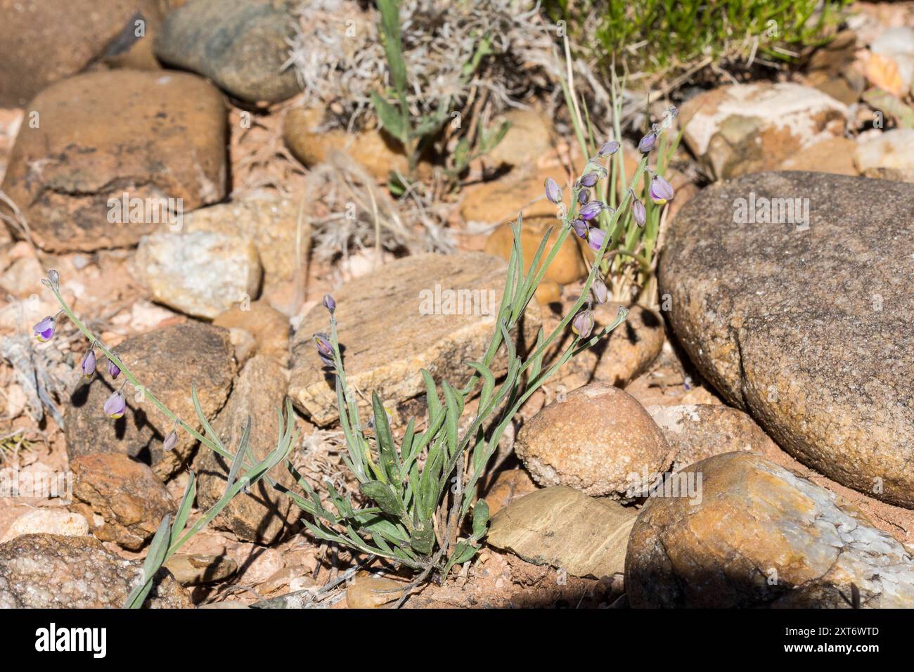 Blue Milkwort (Hebecarpa barbeyana) Plantae Stock Photo - Alamy