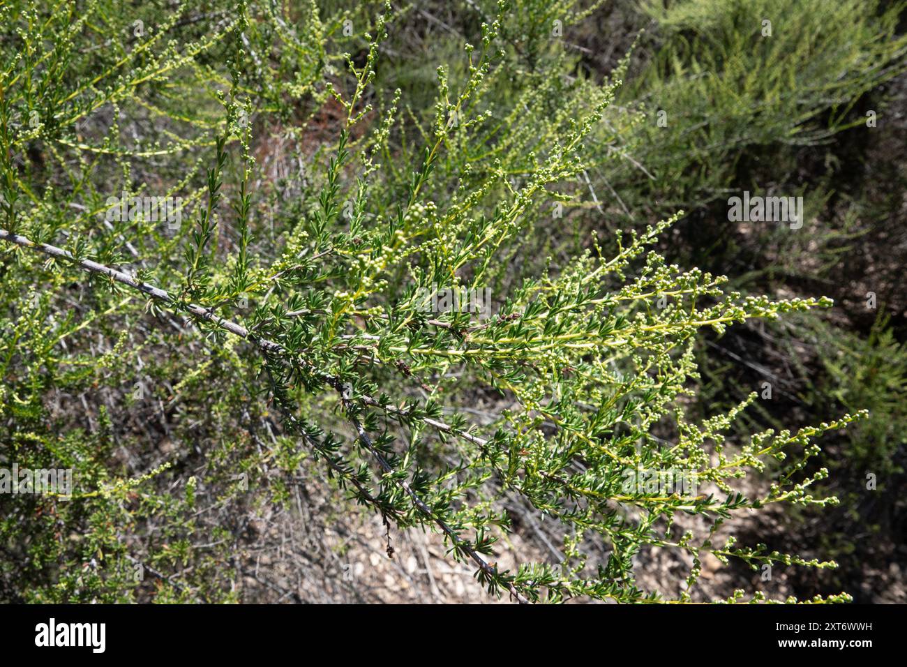 chamise (Adenostoma fasciculatum) Plantae Stock Photo - Alamy