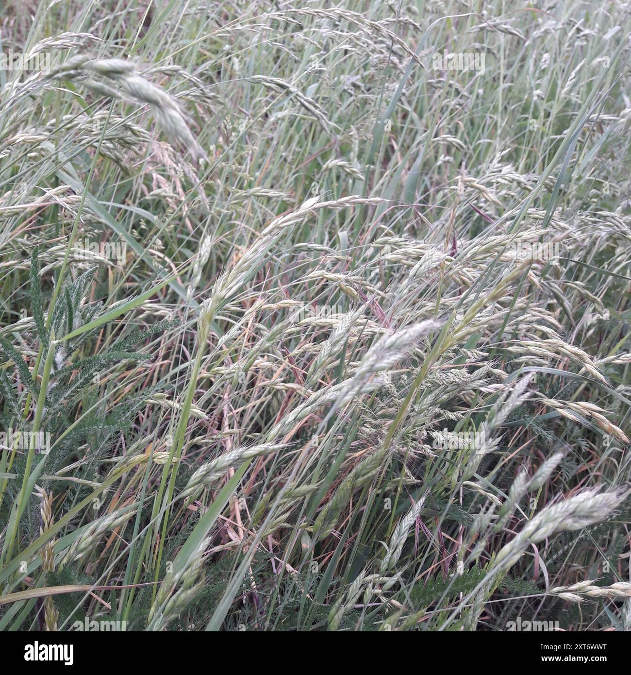 common soft brome (Bromus hordeaceus) Plantae Stock Photo - Alamy