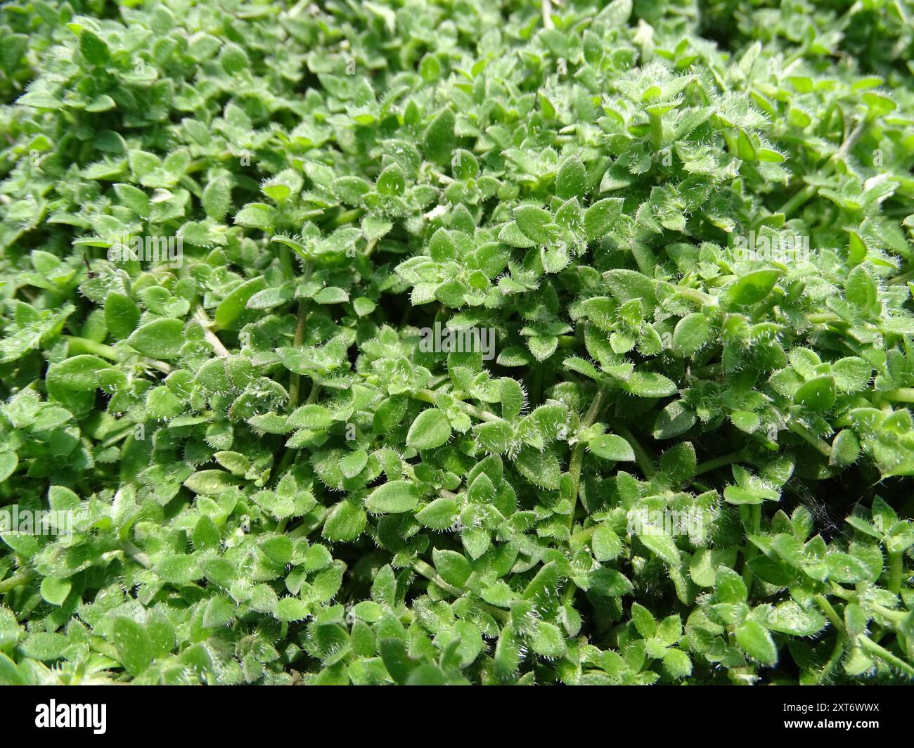 Creeping Dentella (Dentella repens) Plantae Stock Photo - Alamy