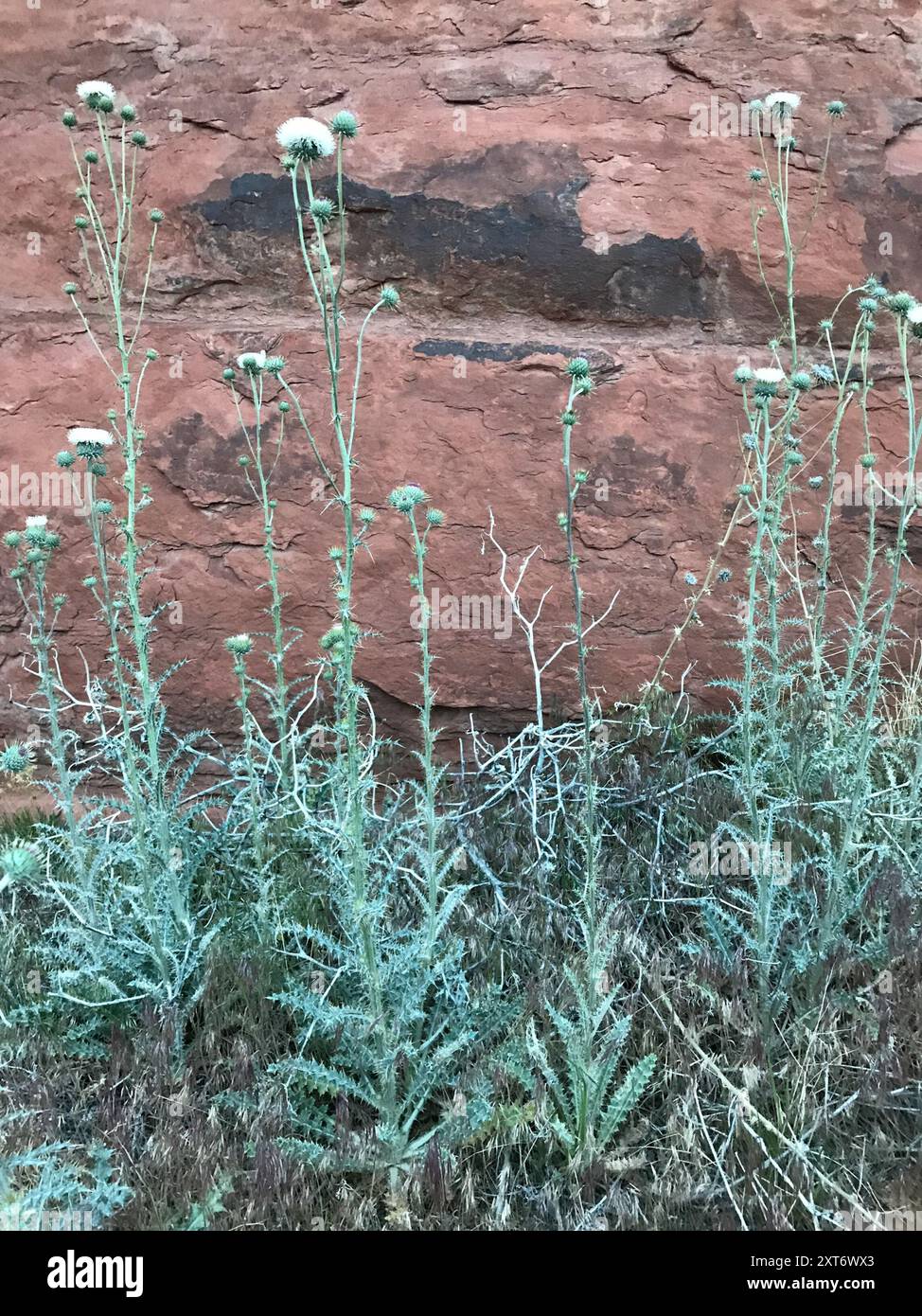 Utah thistle (Cirsium neomexicanum utahense) Plantae Stock Photo - Alamy