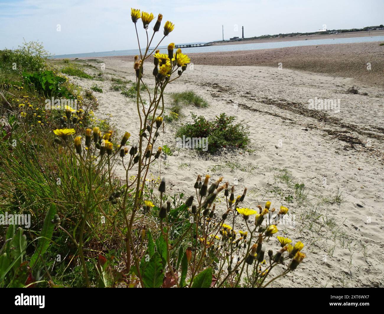 Beaked Hawksbeard (Crepis vesicaria) Plantae Stock Photo - Alamy