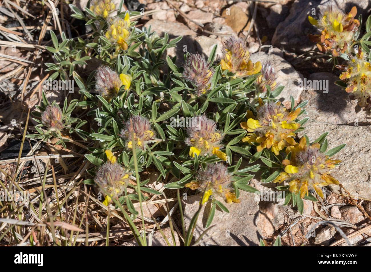 James clover hi-res stock photography and images - Alamy