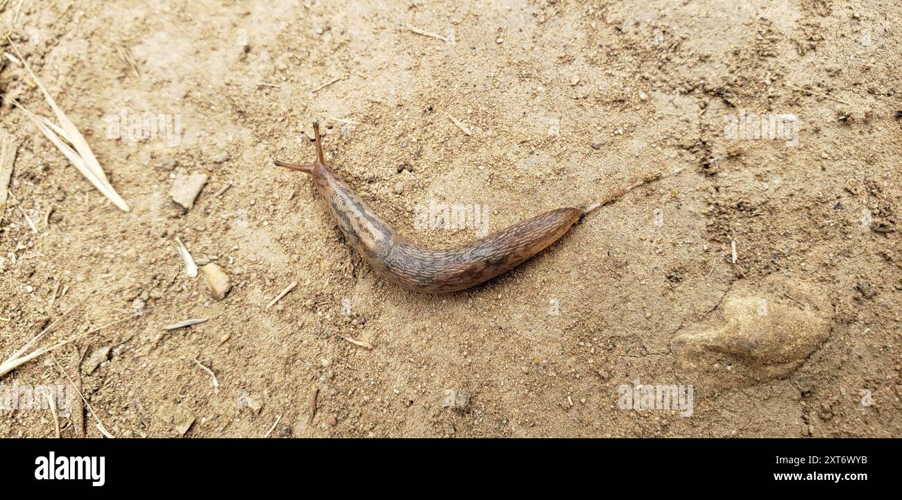 Threeband Slugs (Ambigolimax) Mollusca Stock Photo - Alamy