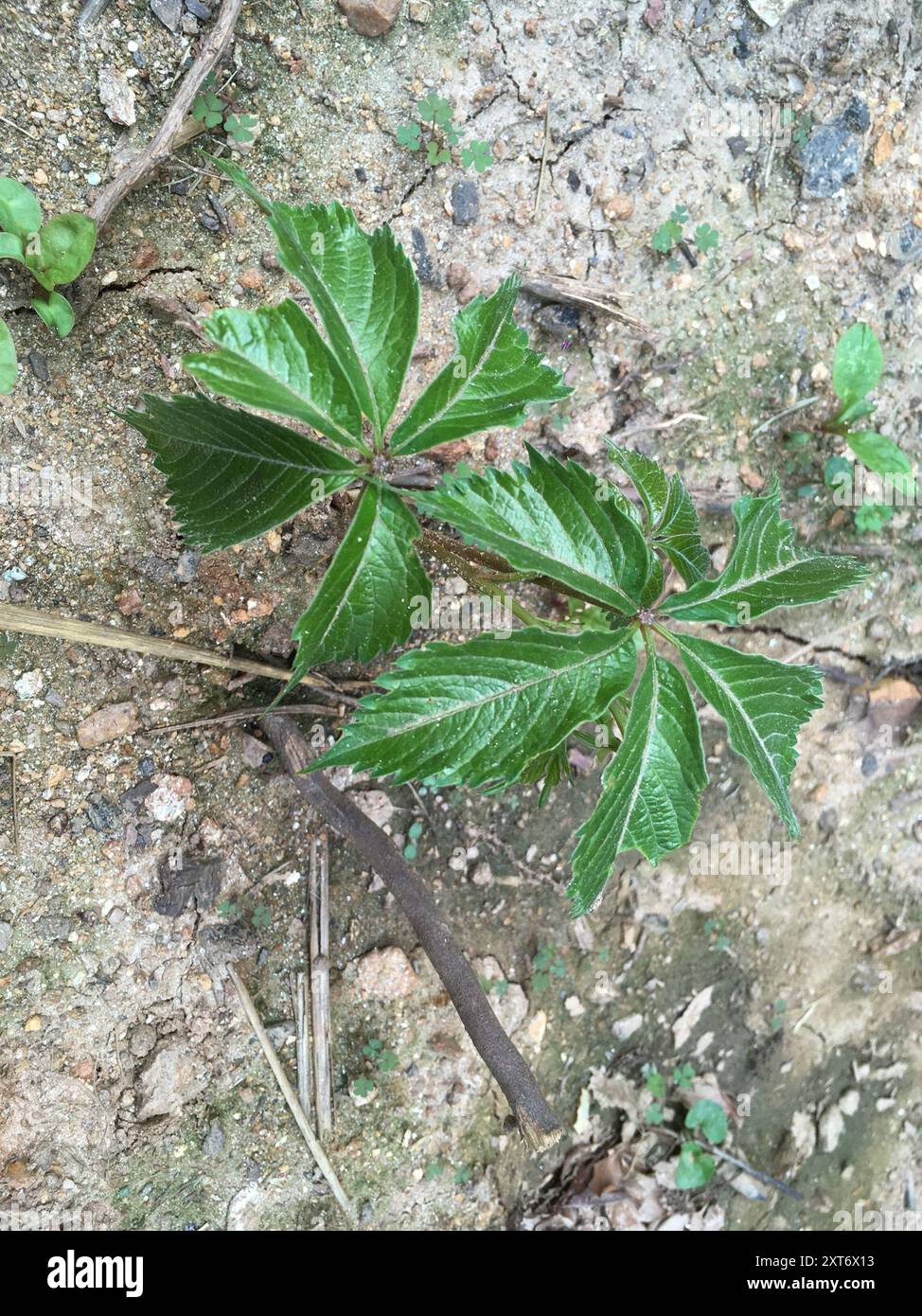 Virginia creeper (Parthenocissus quinquefolia) Plantae Stock Photo - Alamy