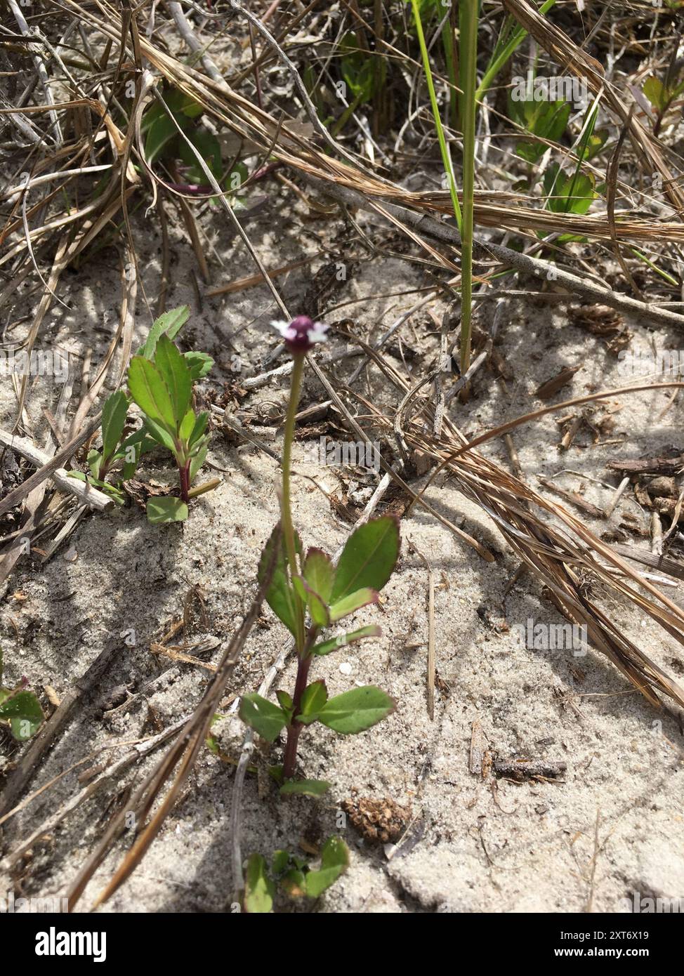 turkey tangle frogfruit (Phyla nodiflora) Plantae Stock Photo - Alamy