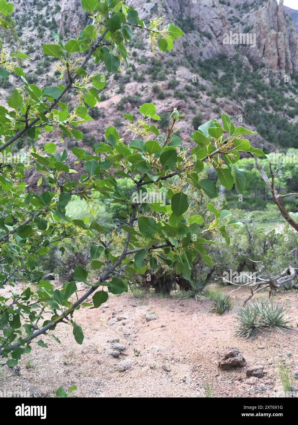 single-leaf ash (Fraxinus anomala) Plantae Stock Photo - Alamy