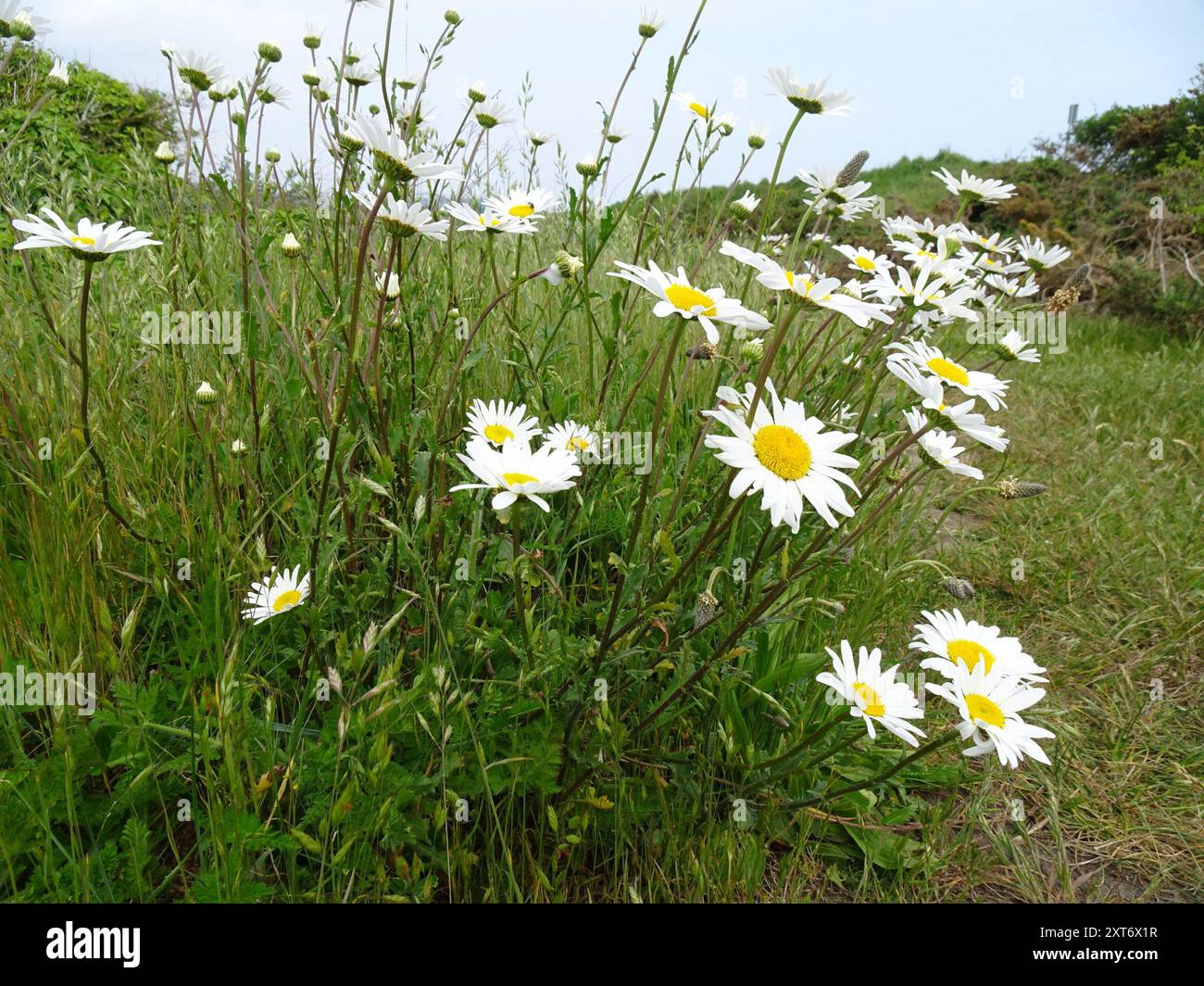 oxeye daisy (Leucanthemum vulgare) Plantae Stock Photo - Alamy
