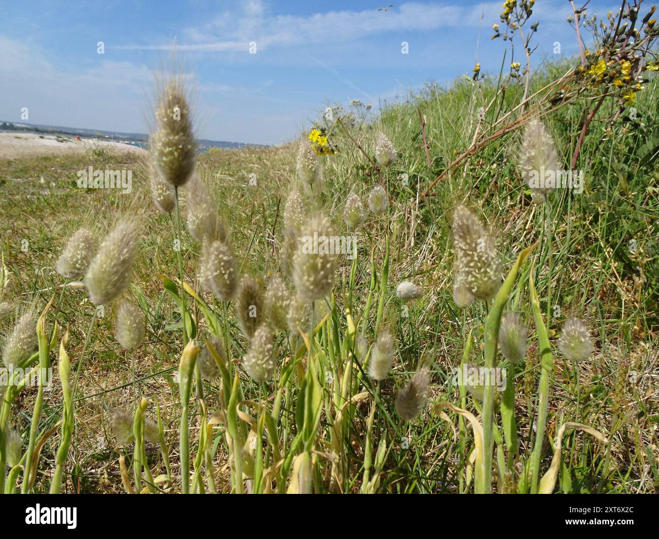 Hare's Tail Grass (Lagurus ovatus) Plantae Stock Photo - Alamy