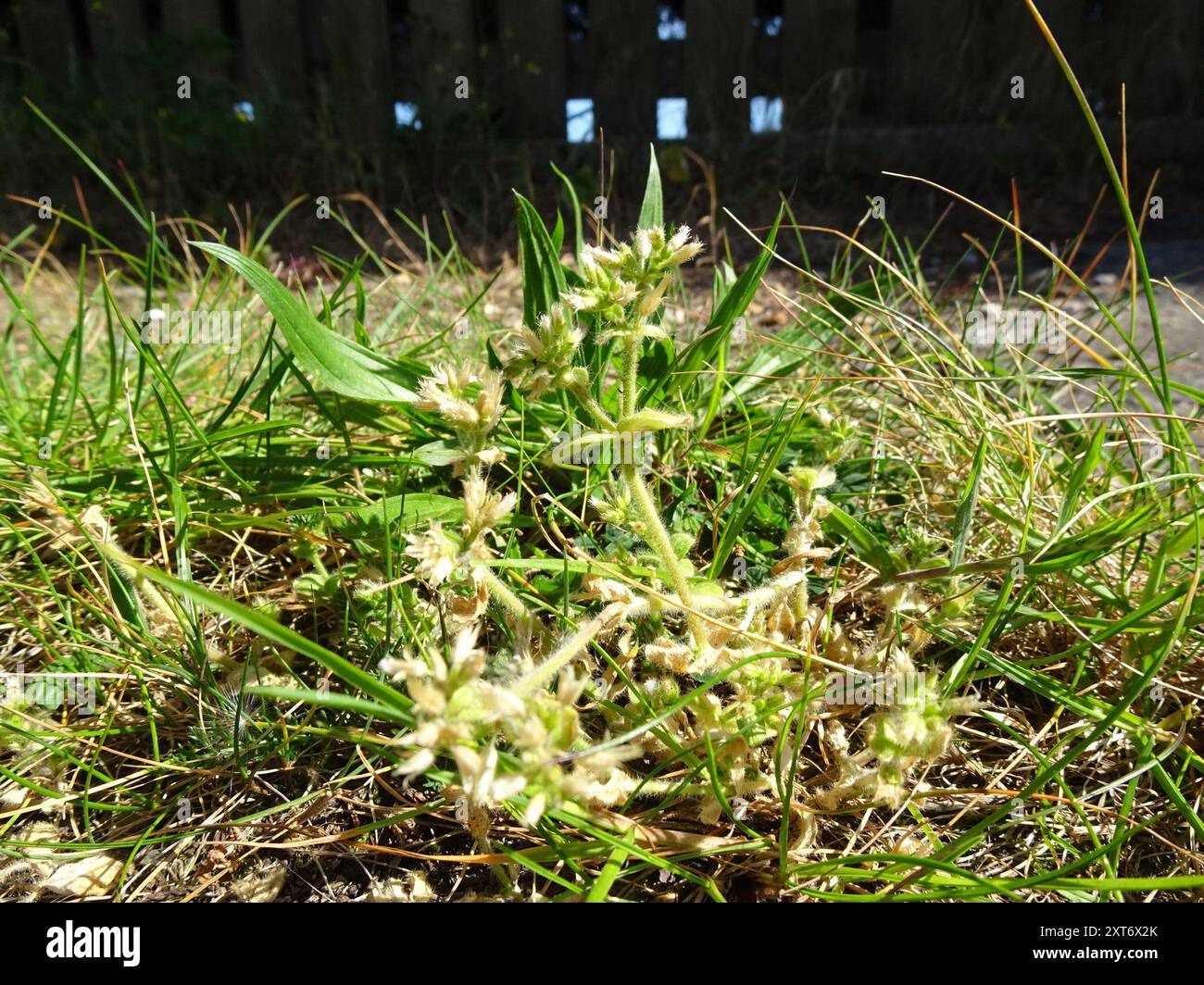 Sticky mouse-ear chickweed (Cerastium glomeratum) Plantae Stock Photo ...