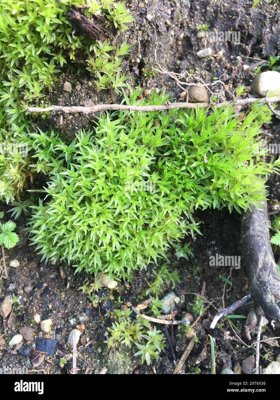 Smoothcap Mosses (Atrichum) Plantae Stock Photo - Alamy