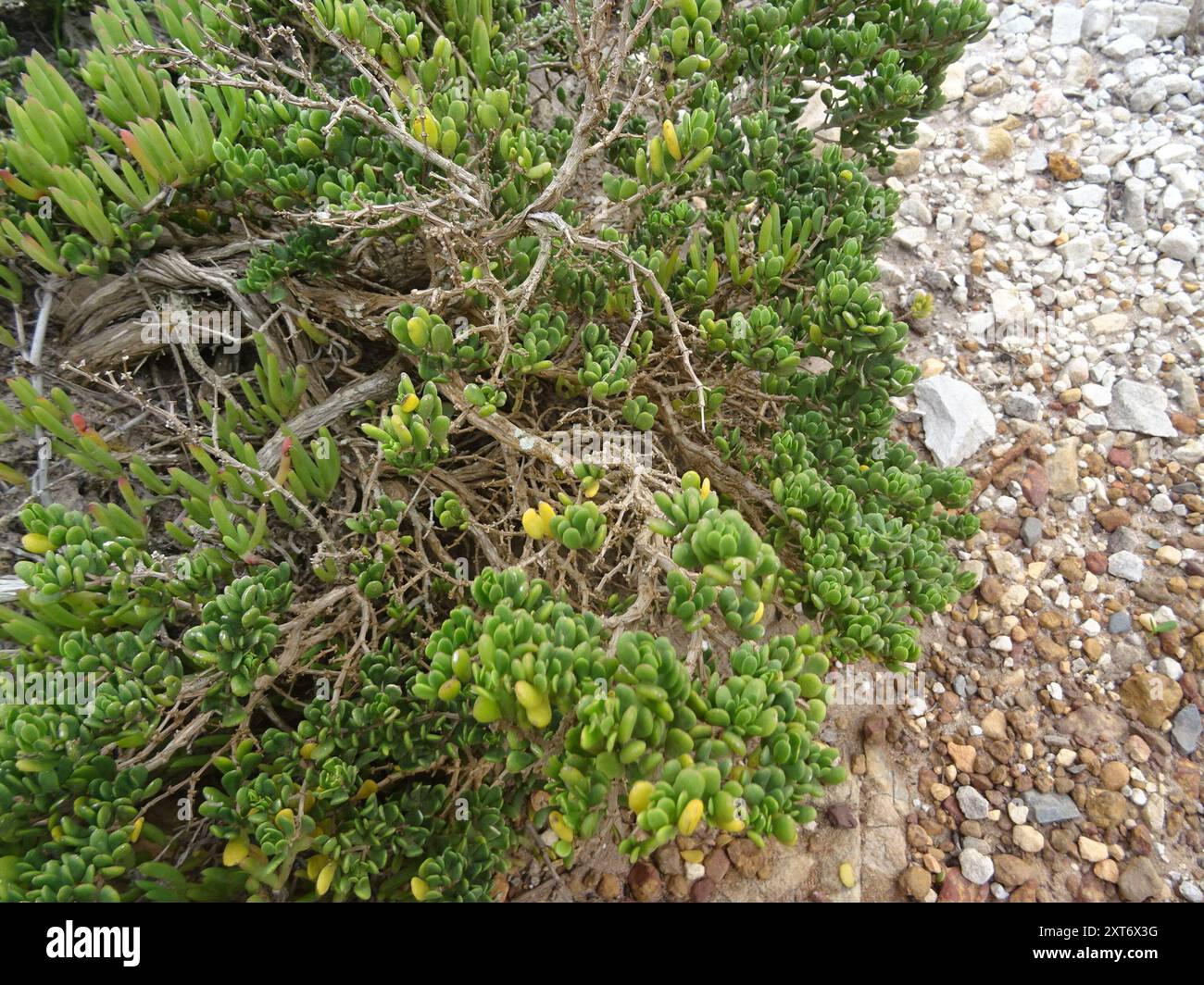 Twinleaves (Roepera) Plantae Stock Photo - Alamy