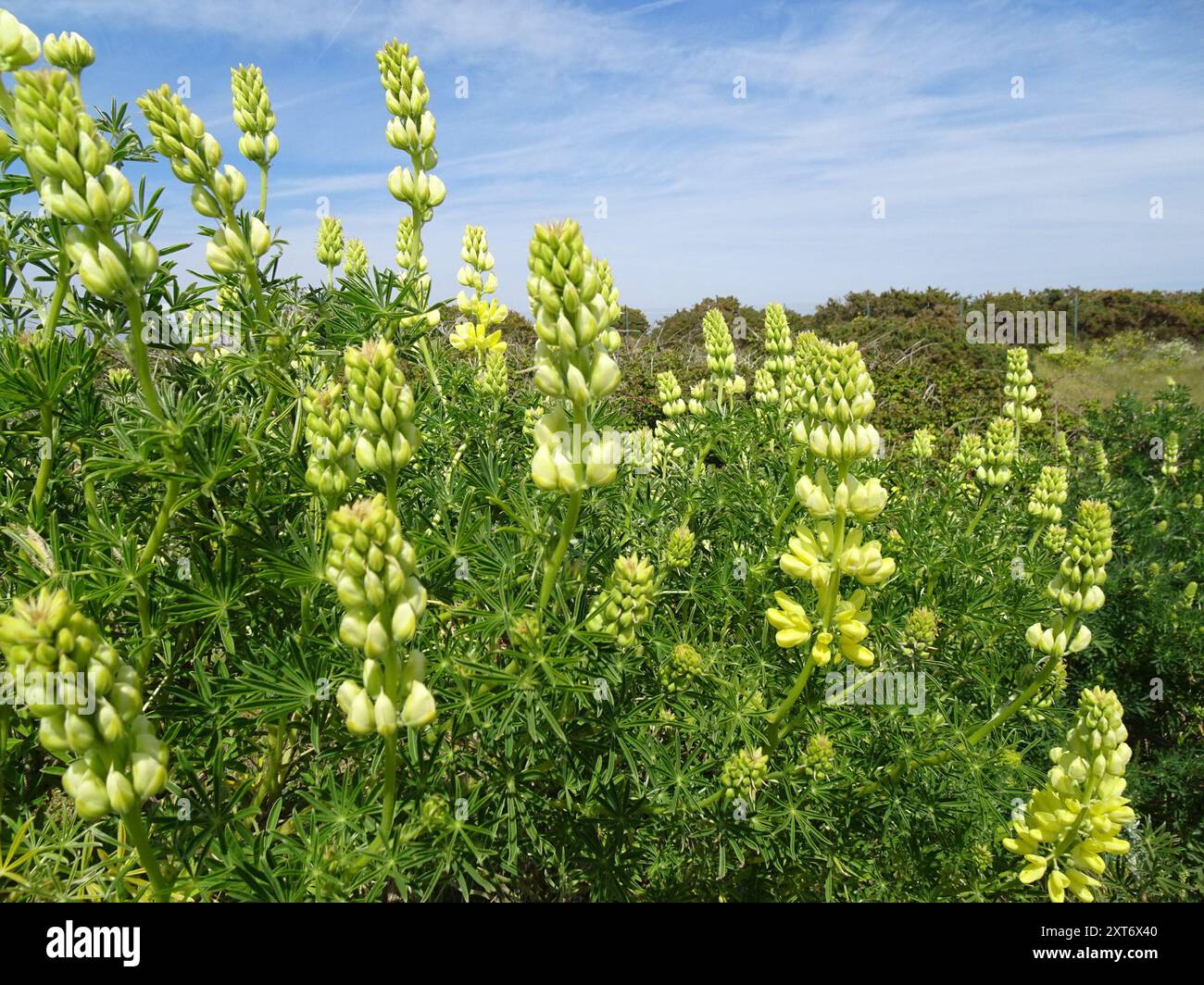 coastal bush lupine (Lupinus arboreus) Plantae Stock Photo - Alamy