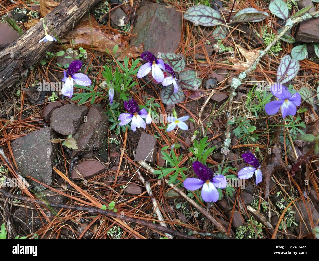 bird's foot violet (Viola pedata) Plantae Stock Photo - Alamy
