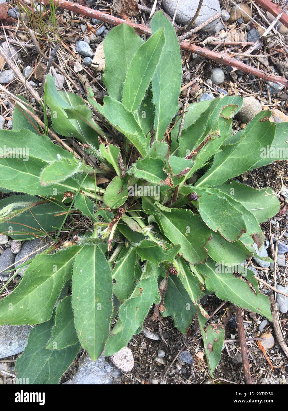 common hawkweed (Hieracium lachenalii) Plantae Stock Photo - Alamy