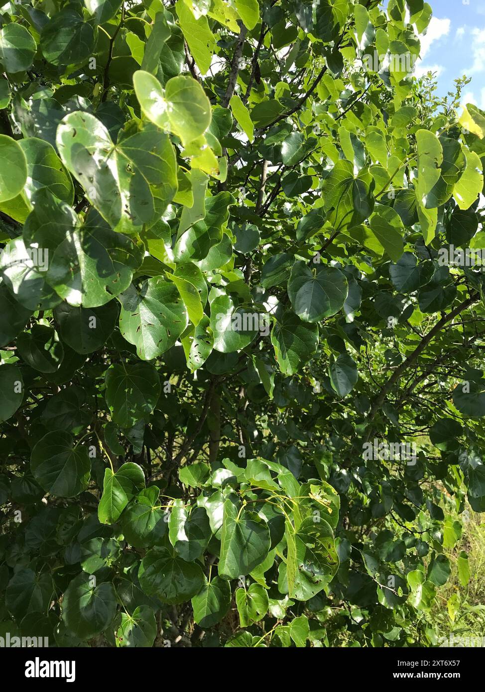 Texas redbud (Cercis canadensis texensis) Plantae Stock Photo - Alamy
