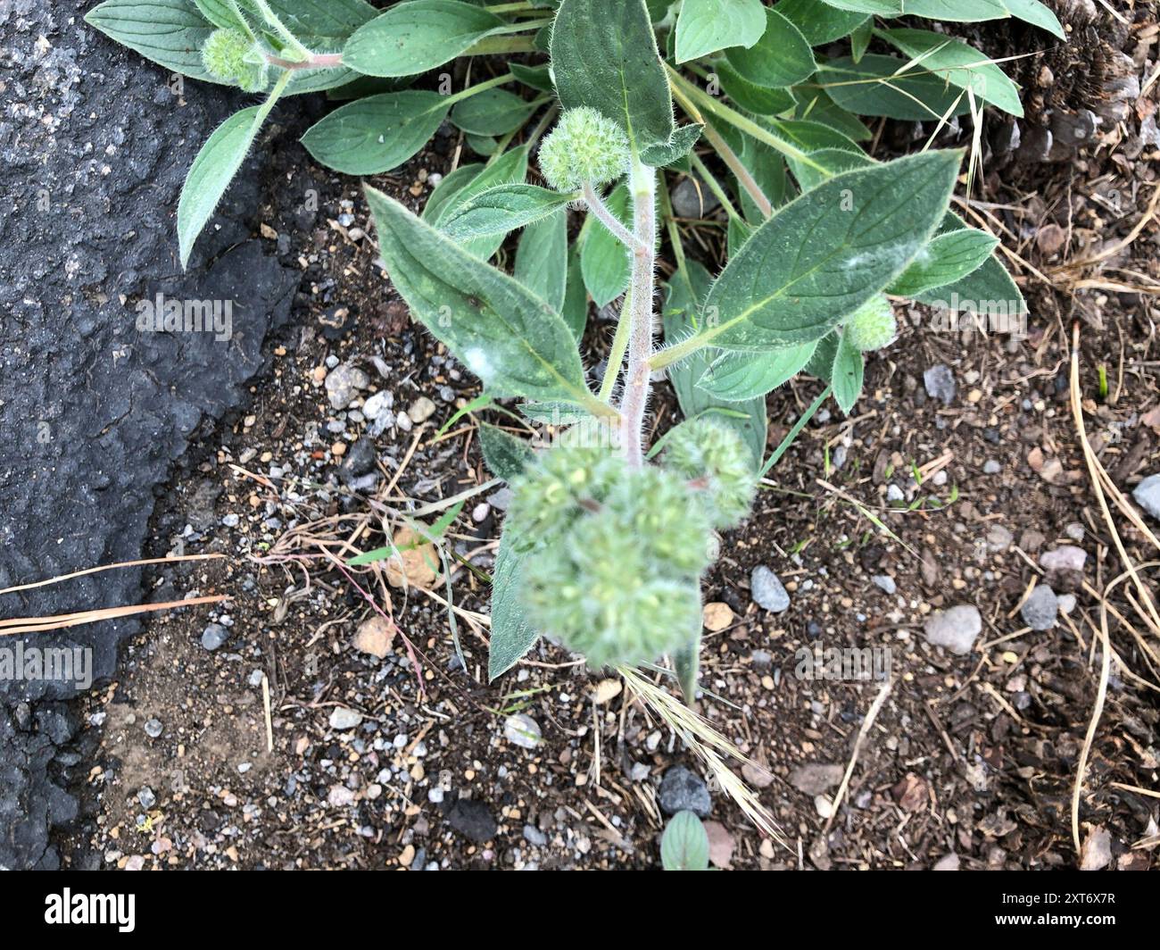 Scorpionweeds (Phacelia) Plantae Stock Photo - Alamy