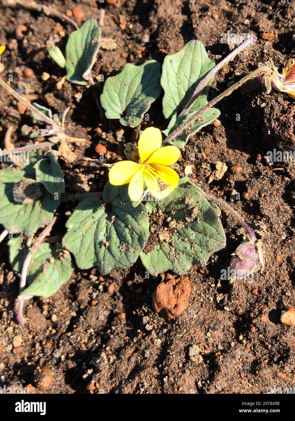 Goosefoot violet (Viola purpurea) Plantae Stock Photo - Alamy