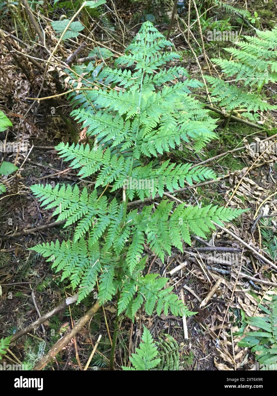spreading wood fern (Dryopteris expansa) Plantae Stock Photo - Alamy