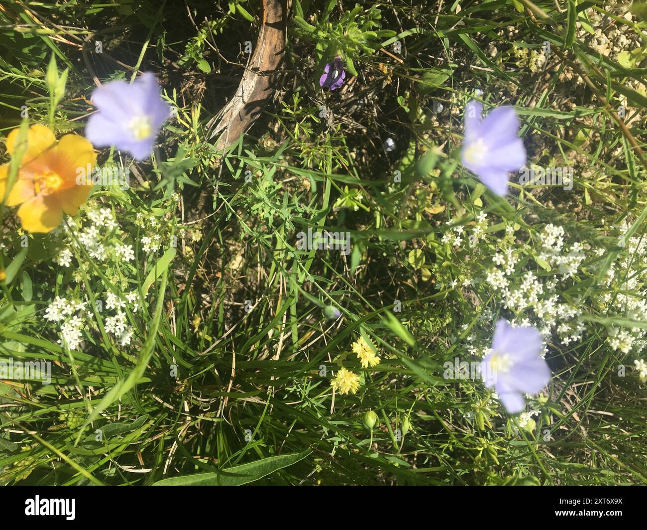 common flax (Linum usitatissimum) Plantae Stock Photo - Alamy