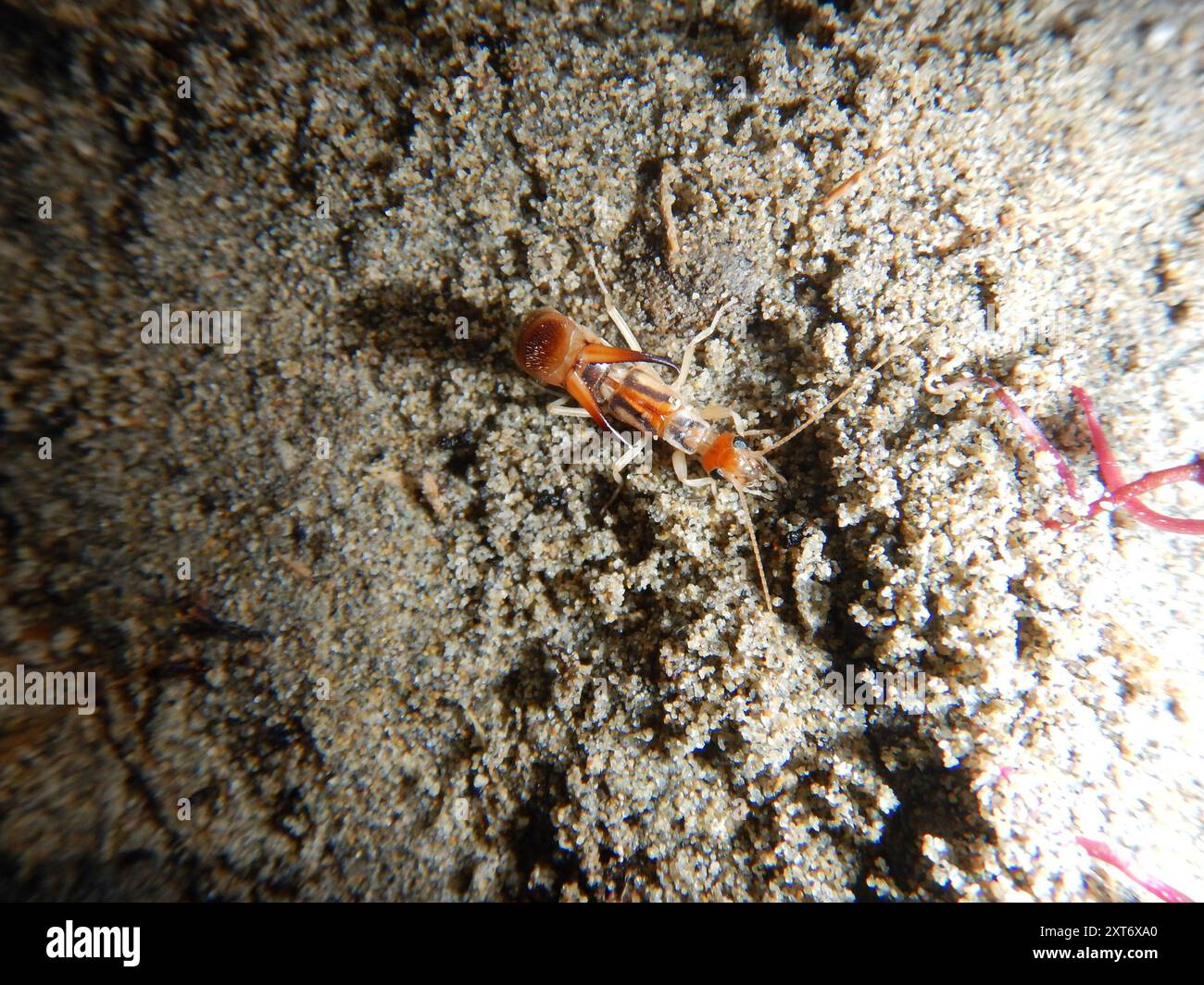 Shore Earwig (Labidura riparia) Insecta Stock Photo - Alamy