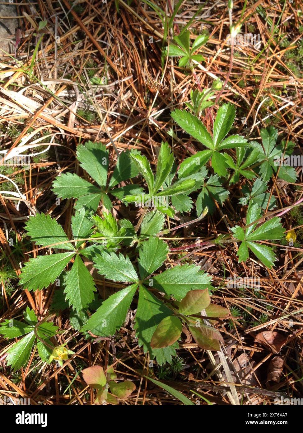 common cinquefoil (Potentilla simplex) Plantae Stock Photo - Alamy