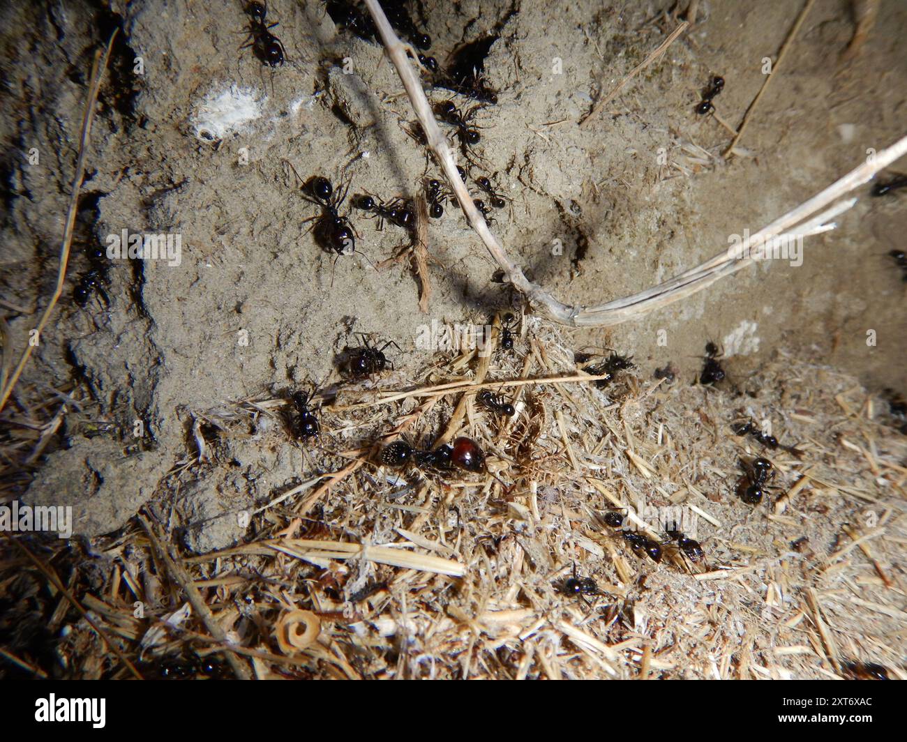 Barbary Harvester Ant (Messor barbarus) Insecta Stock Photo - Alamy