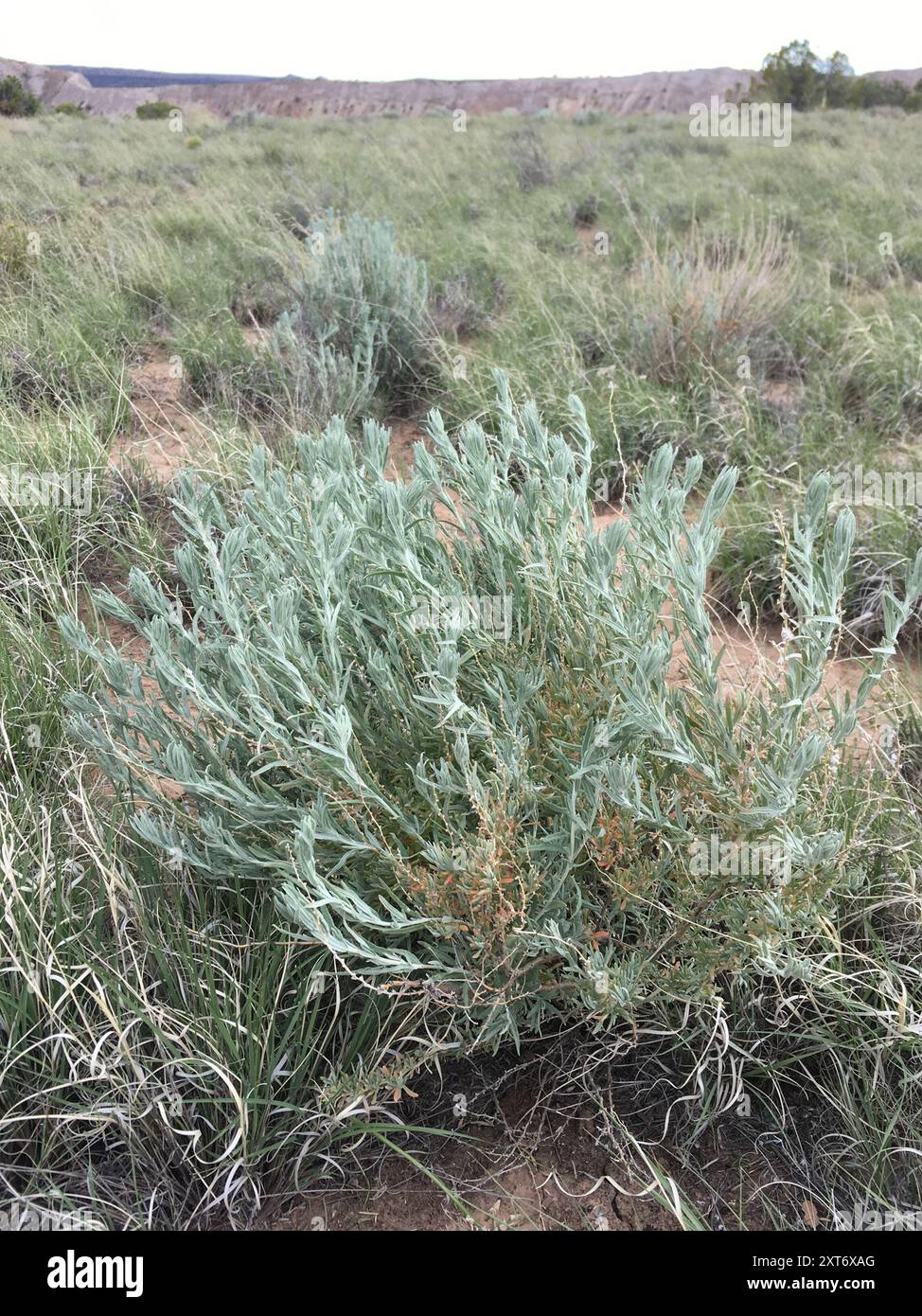 Winterfat (Krascheninnikovia lanata) Plantae Stock Photo - Alamy