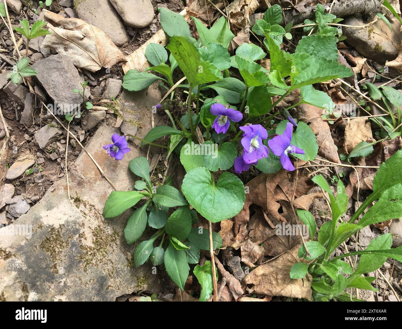 violets (Viola) Plantae Stock Photo - Alamy