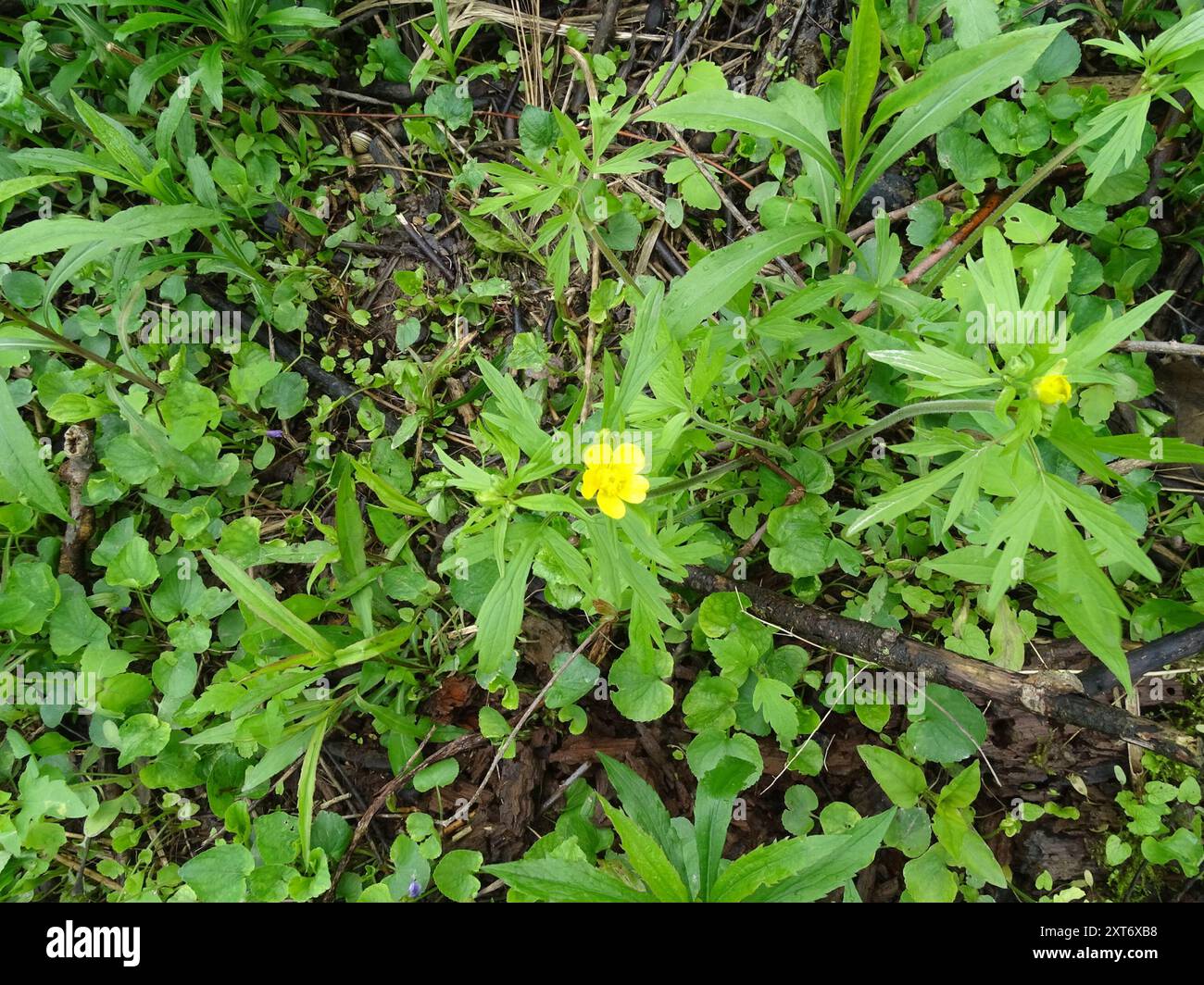 bristly buttercup (Ranunculus hispidus) Plantae Stock Photo - Alamy