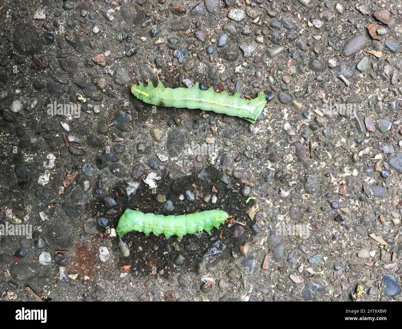 American Copper Underwing (Amphipyra pyramidoides) Insecta Stock Photo ...