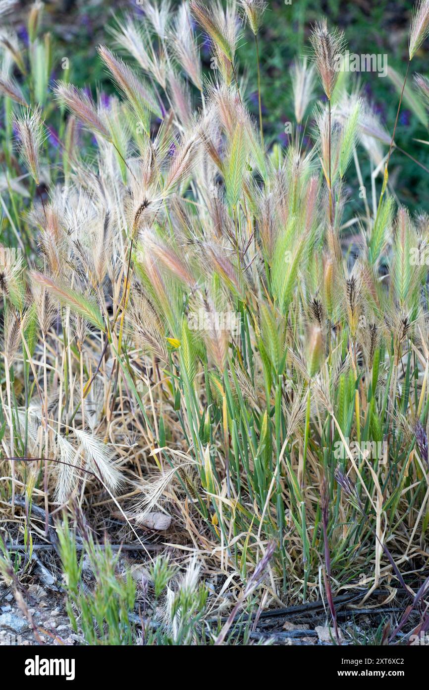 wall barley (Hordeum murinum) Plantae Stock Photo - Alamy
