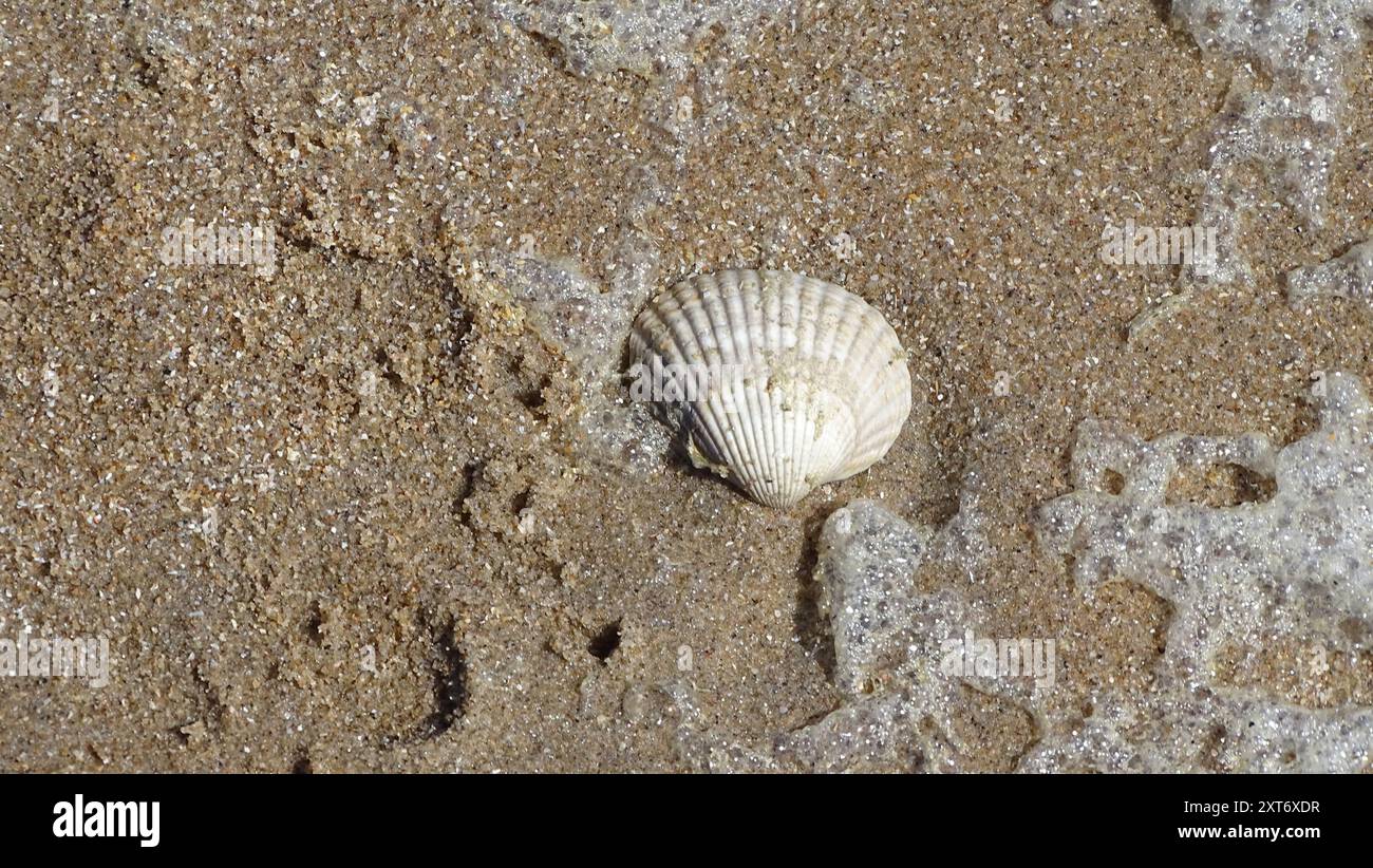 Common Cockle (Cerastoderma edule) Mollusca Stock Photo - Alamy