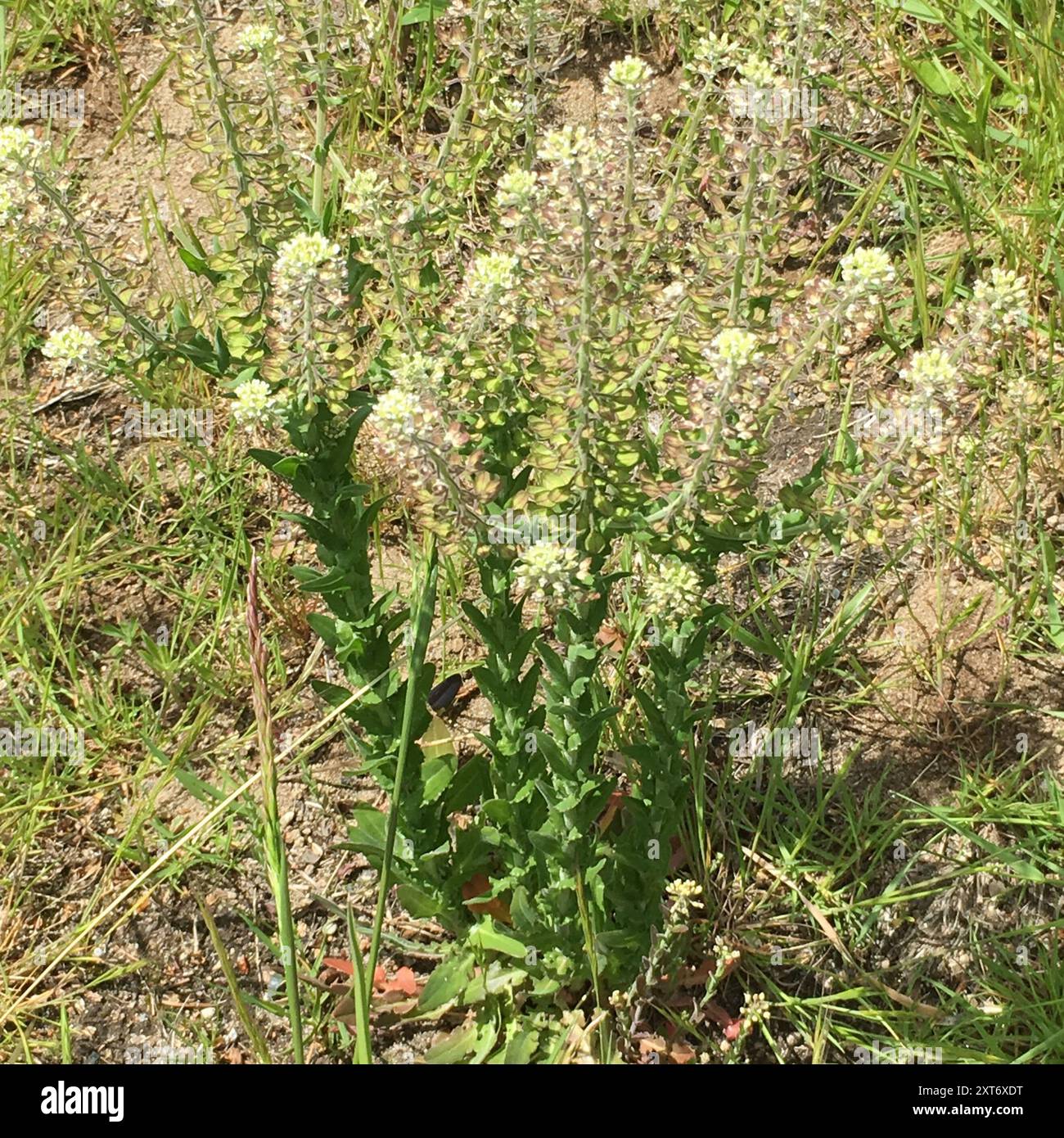 field peppergrass (Lepidium campestre) Plantae Stock Photo - Alamy