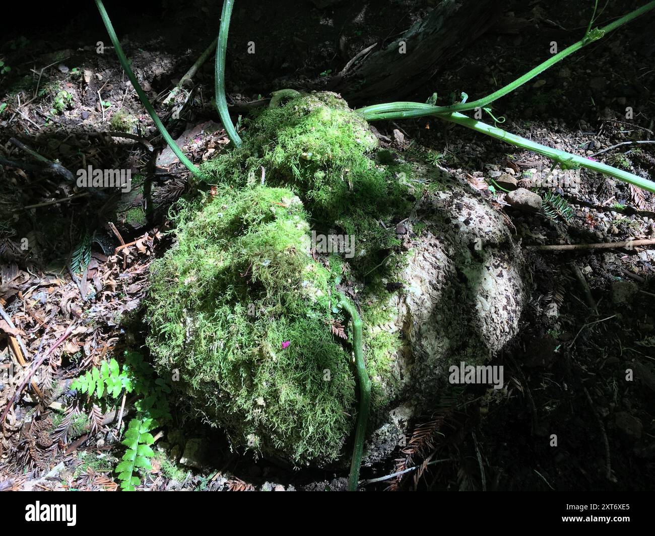 coastal manroot (Marah oregana) Plantae Stock Photo - Alamy