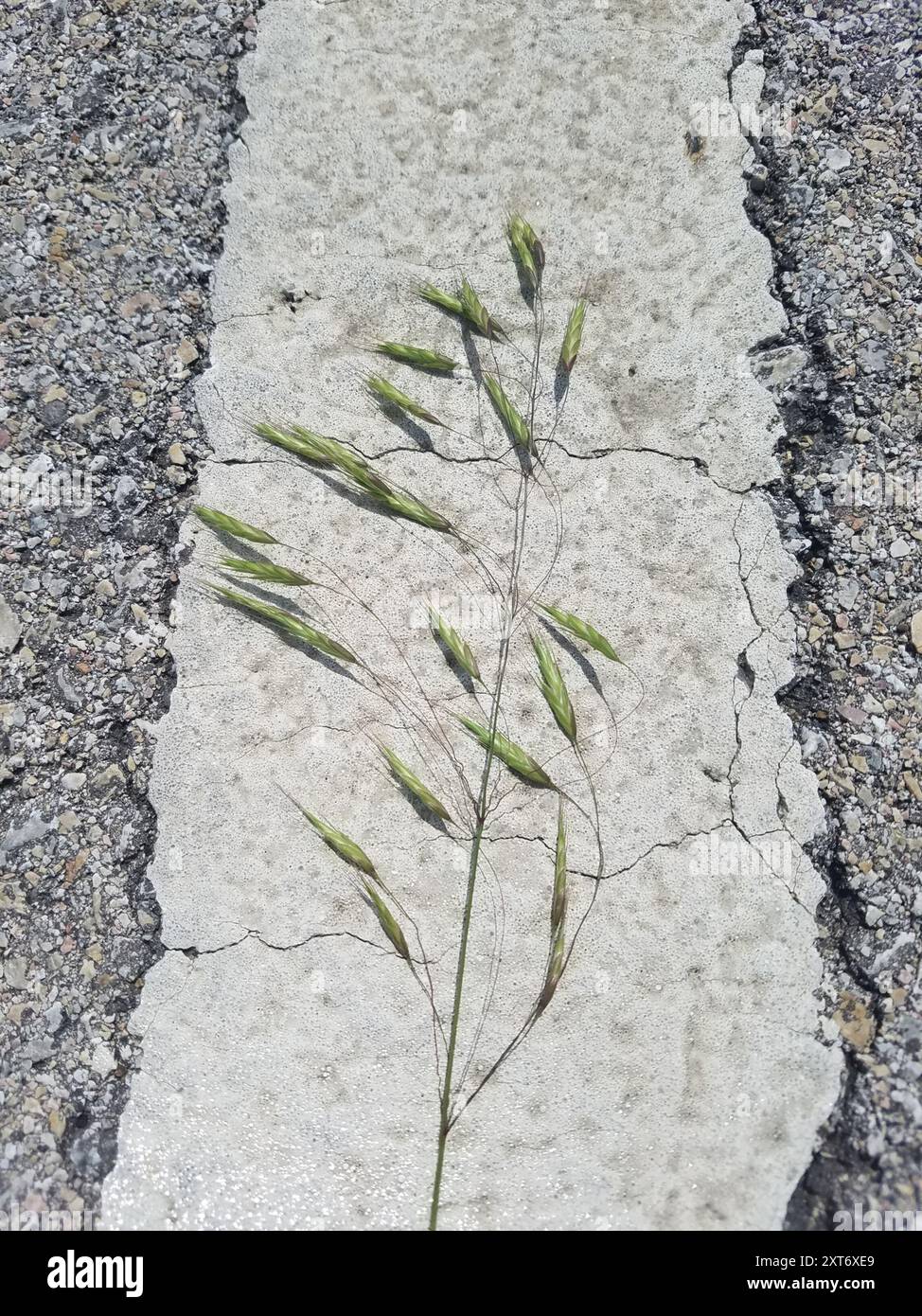 Japanese brome (Bromus japonicus) Plantae Stock Photo - Alamy