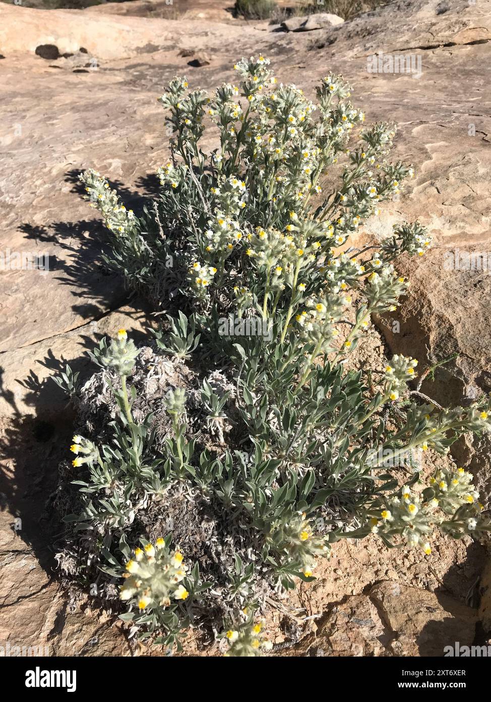 Yellow-eyed Cryptantha (Oreocarya flavoculata) Plantae Stock Photo - Alamy