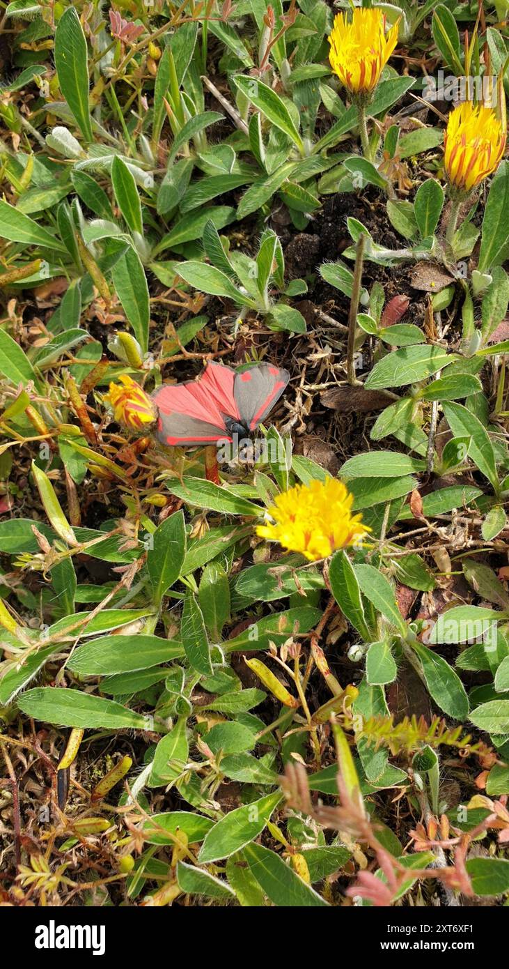 Cinnabar moth (Tyria jacobaeae) Insecta Stock Photo - Alamy