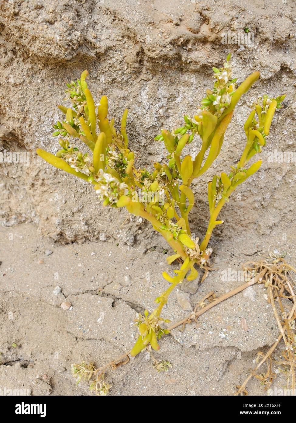 desert rockpurslane (Cistanthe ambigua) Plantae Stock Photo - Alamy