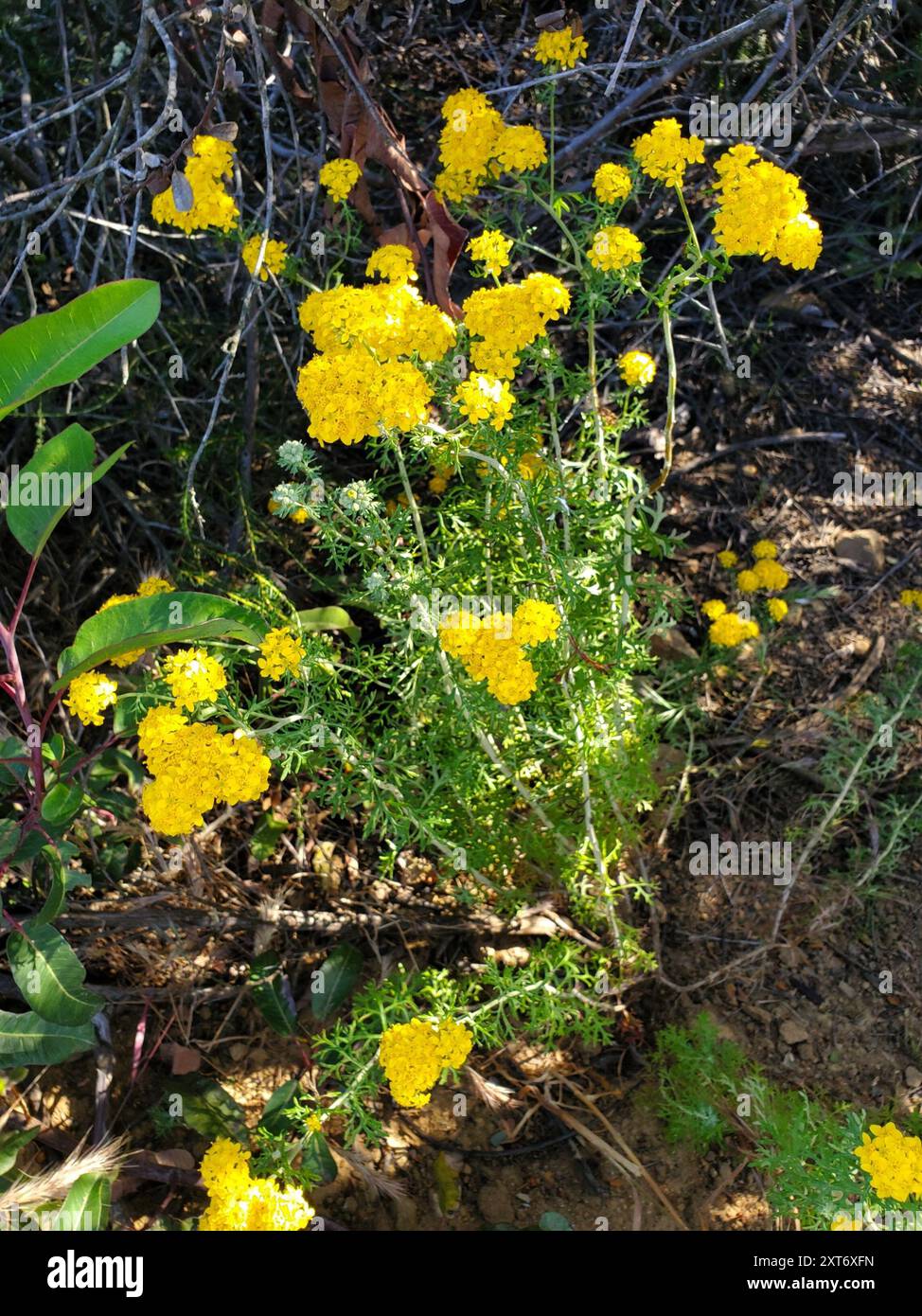 Golden Yarrow (Eriophyllum confertiflorum) Plantae Stock Photo - Alamy