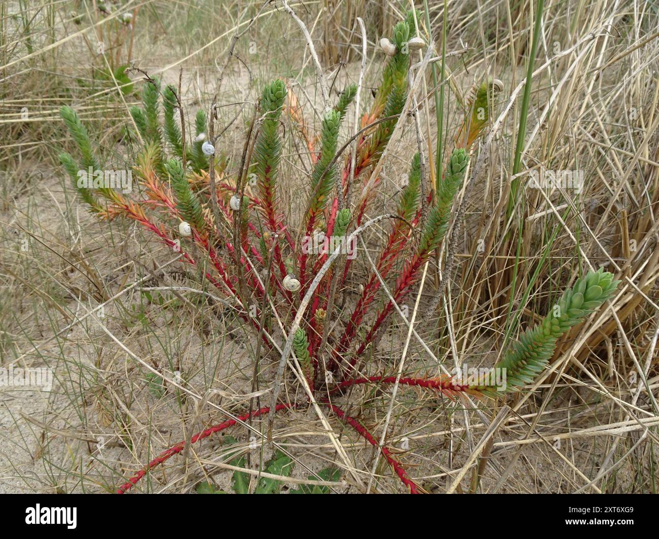 Sea Spurge (Euphorbia paralias) Plantae Stock Photo - Alamy