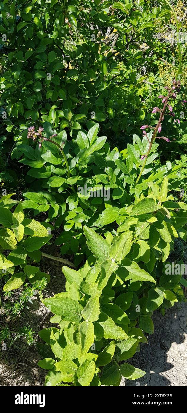 white dittany (Dictamnus albus) Plantae Stock Photo - Alamy