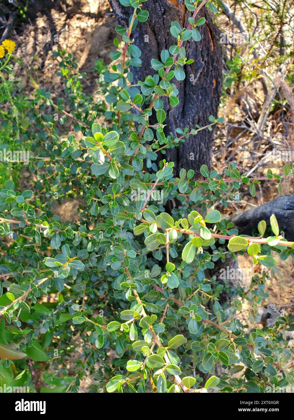 buckthorn family (Rhamnaceae) Plantae Stock Photo - Alamy