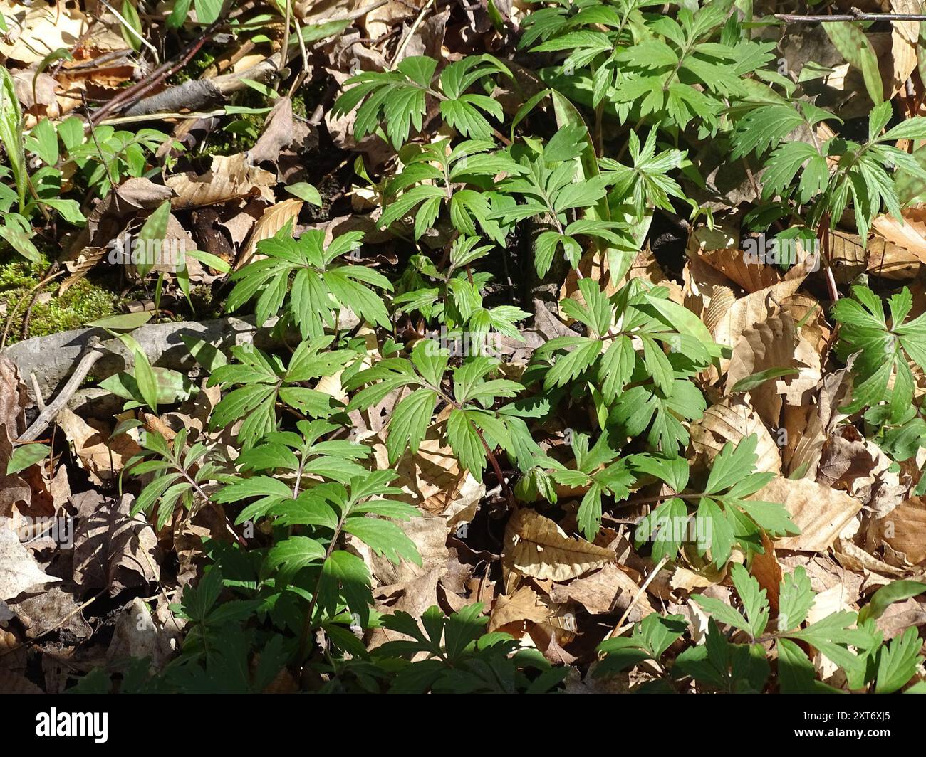 Virginia waterleaf (Hydrophyllum virginianum) Plantae Stock Photo - Alamy