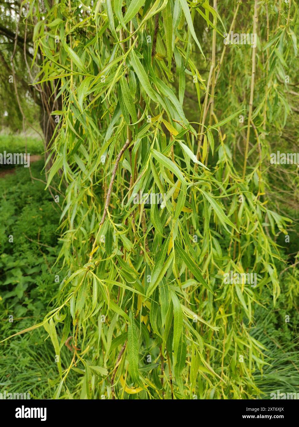 Golden Weeping Willow (Salix × pendulina tristis) Plantae Stock Photo ...