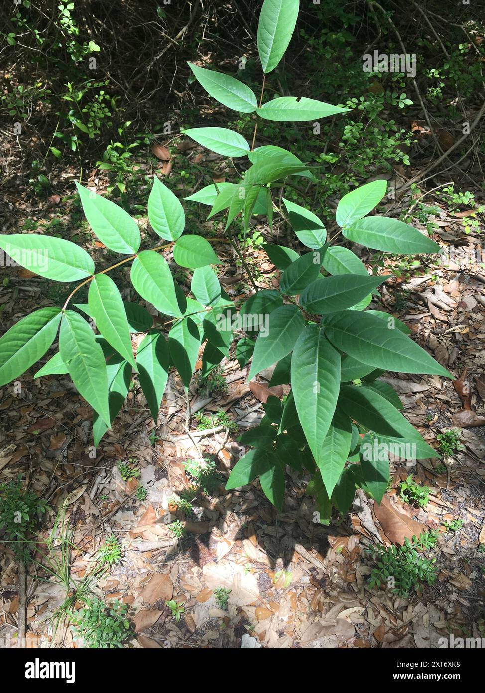 Coffee Senna (Senna occidentalis) Plantae Stock Photo - Alamy